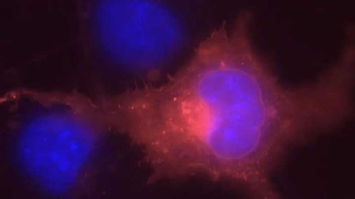 Snap Surface Products | NEB