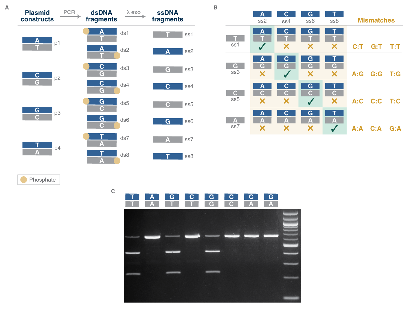 Mismatch Endonuclease I | NEB