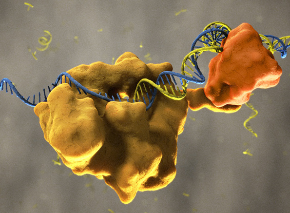 The Phusion Technology | NEB