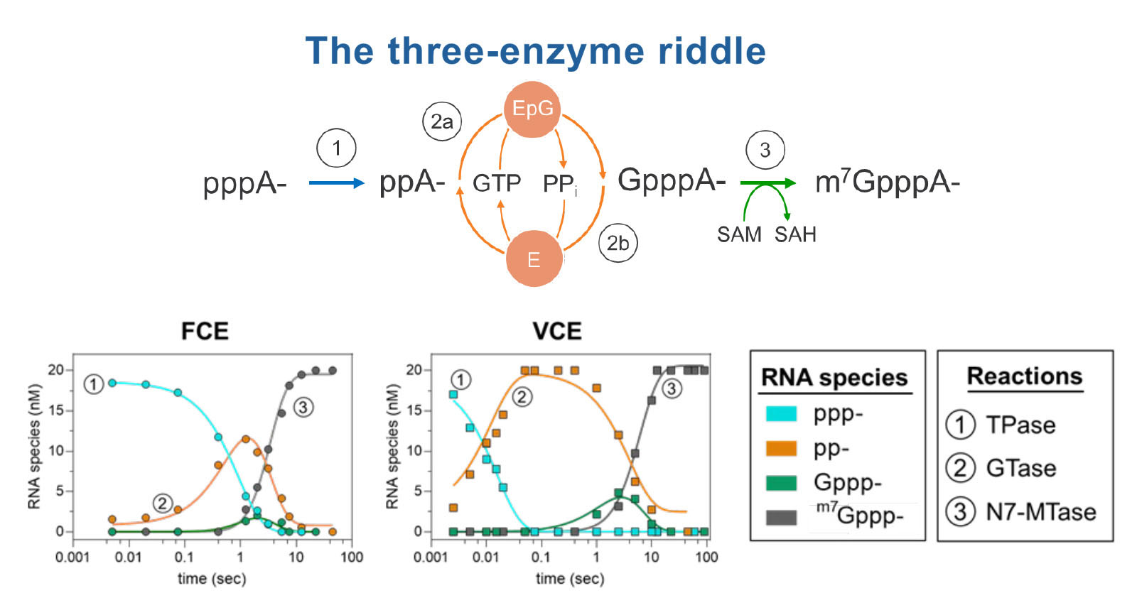 The mechanics of mRNA capping enzymes | NEB The mechanics of mRNA capping enzymes | NEB