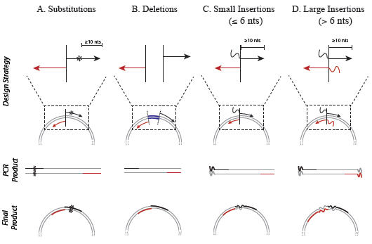 Site Directed Mutagenesis | NEB