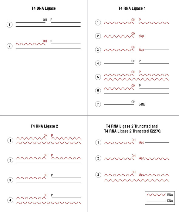 DNA Ligase Products | NEB