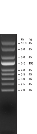 DNA Markers & Ladders | NEB