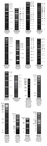 Markers & Ladders | NEB
