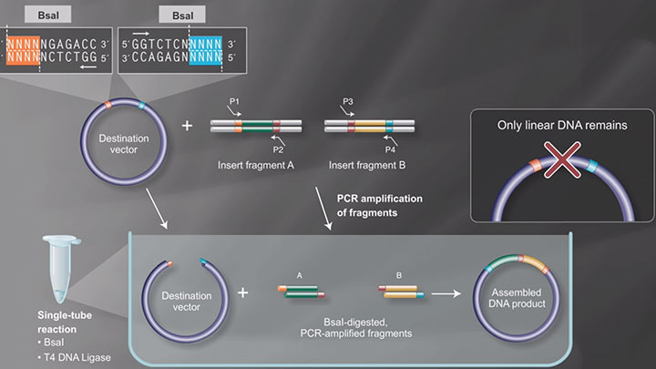 Fast Cloning | NEB