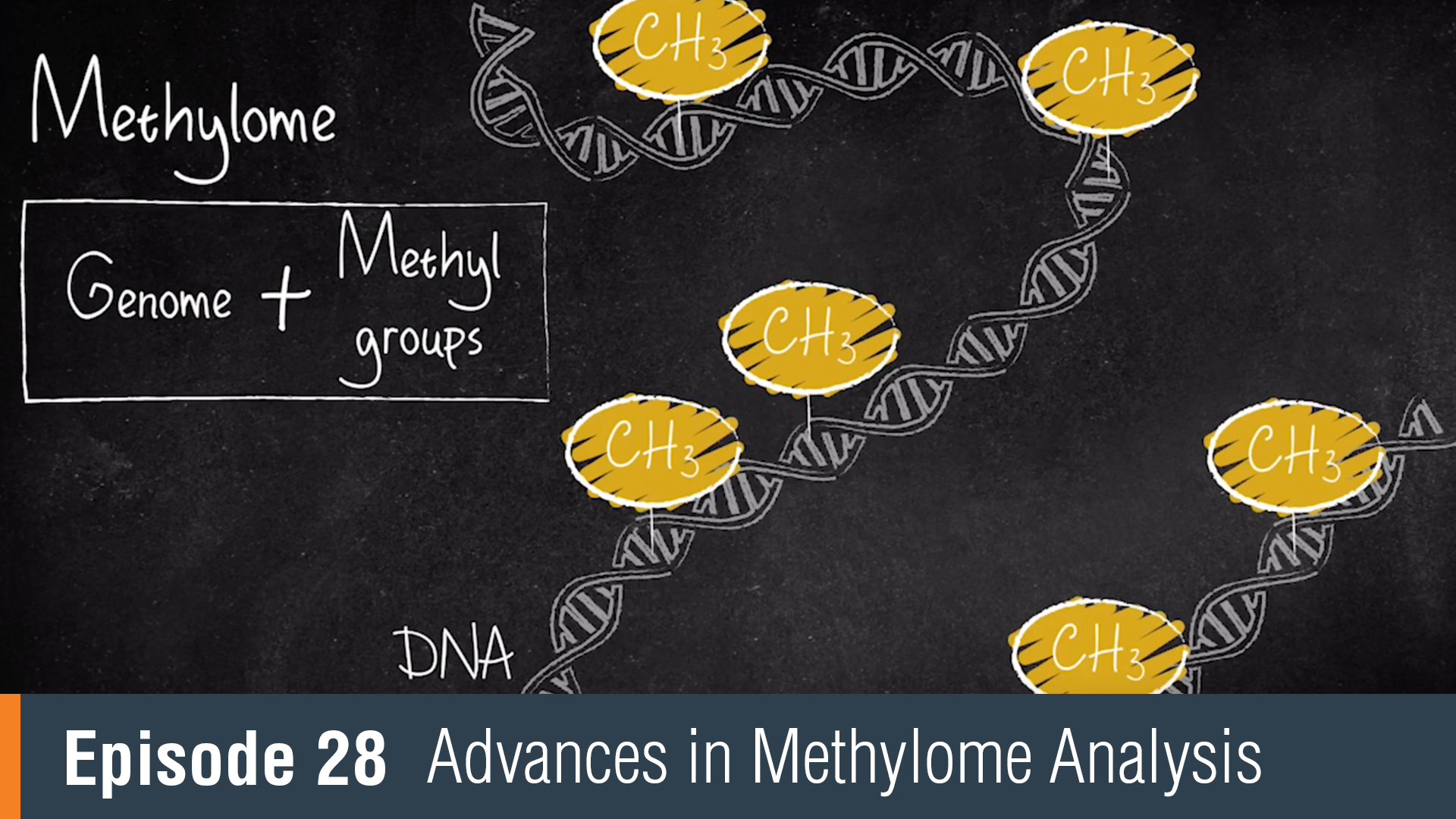 DNA Methylation Analysis | NEB