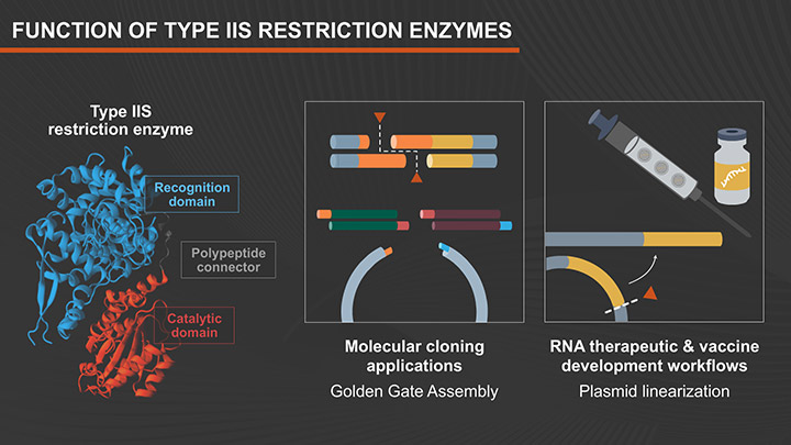 Types of Restriction Endonucleases | NEB