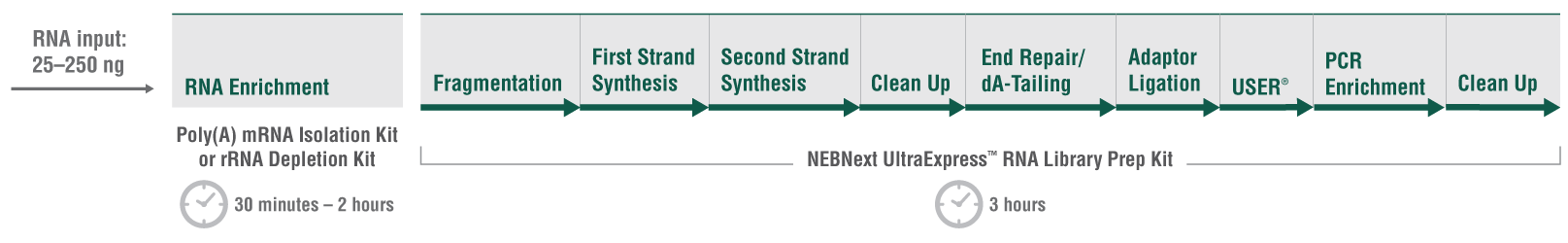 Illumina RNA 文库制备 | NEB