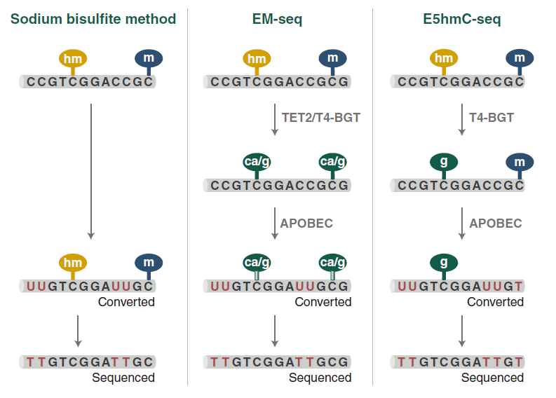 全ゲノムメチル化解析用ライブラリー調製キット | NEB
