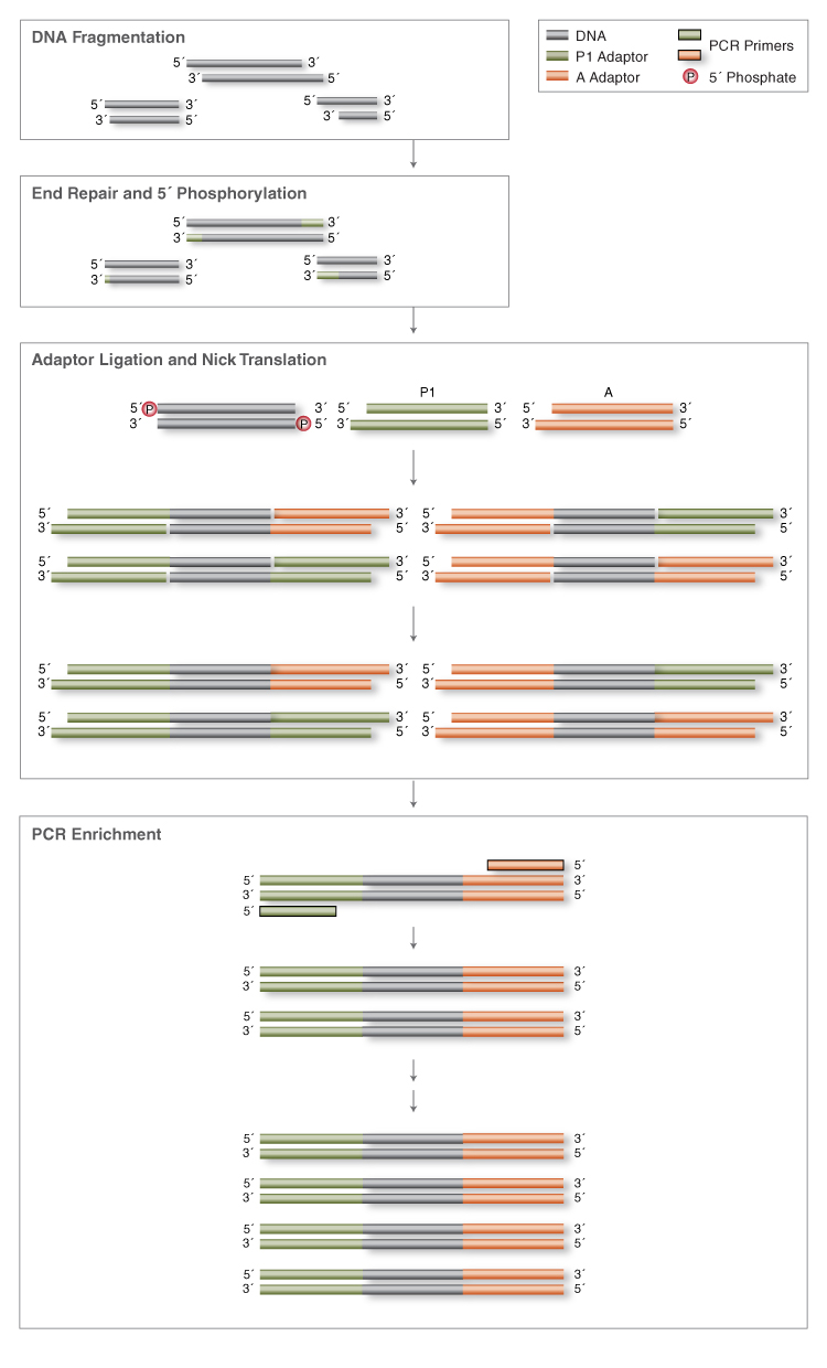 NEBNext® Fast DNA Fragmentation & Library Prep Set for Ion Torrent® | NEB