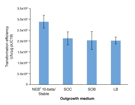NEB® Stable E. coli 感受态细胞（高效级） | NEB