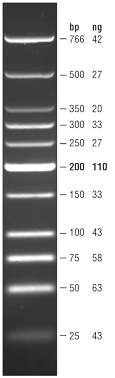 低分子量 DNA Ladder | NEB
