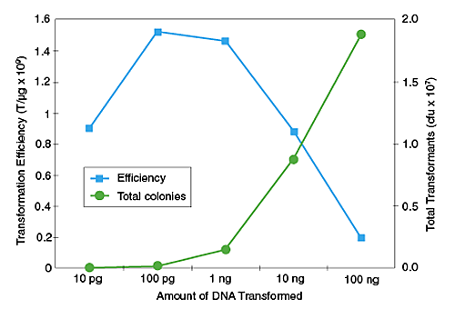 NEBExpress® Competent E. coli (High Efficiency) | NEB
