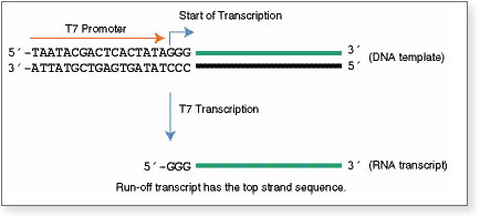 HiScribe® T7 高效 RNA 合成试剂盒 | NEB