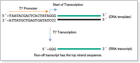 HiScribe® T7 快速高效 RNA 合成试剂盒 | NEB