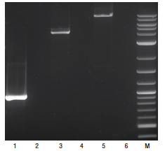ProtoScript® cDNA 第一链合成试剂盒 | NEB