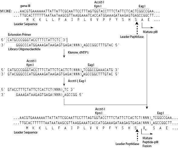 Ph.D.™ 多肽展示克隆系统 | NEB