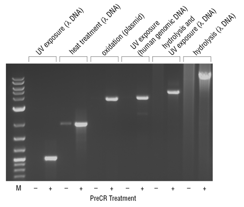 DNA 损伤类型和原因 | NEB