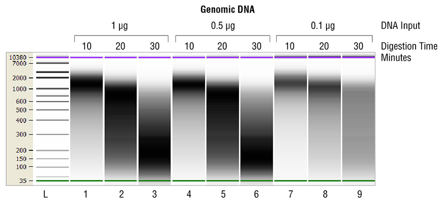 NEBNext® dsDNA Fragmentase® 片段化酶 | NEB