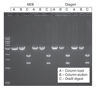 Monarch PCR & DNA 纯化试剂盒（5 μg）| 纯化试剂盒 | NEB