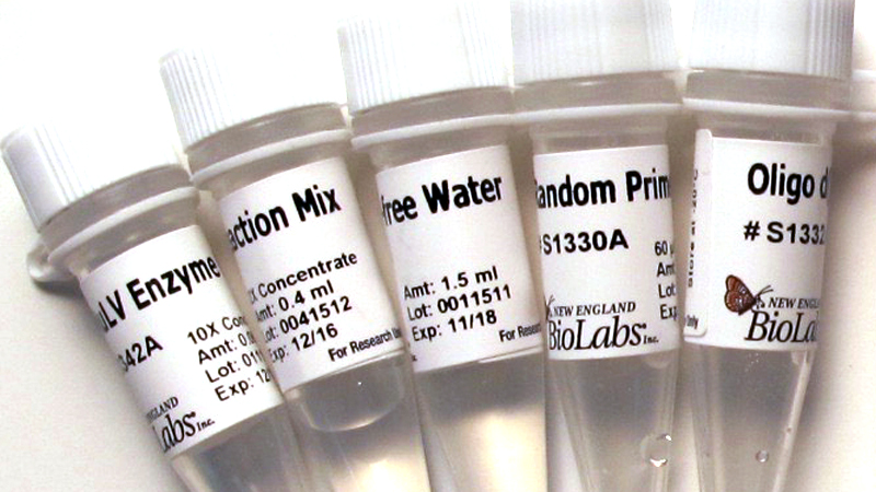 6 碱基随机引物 | NEB