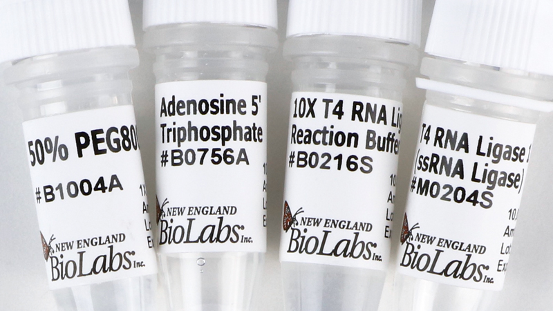T4 RNA 连接酶反应缓冲液 | NEB