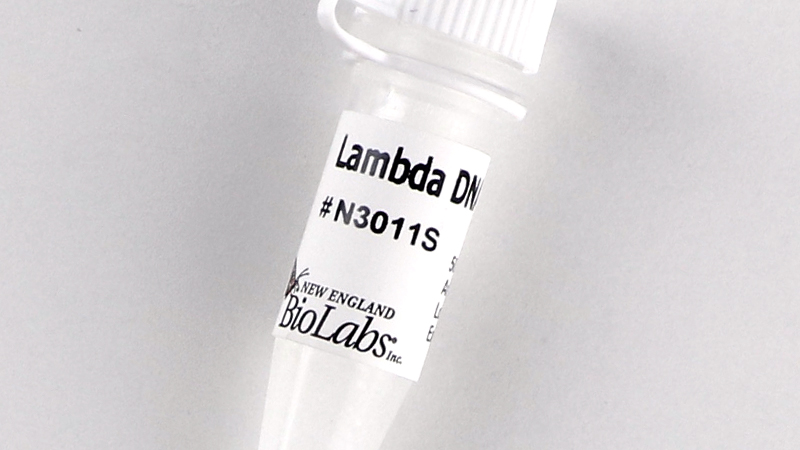 Lambda DNA (dam-) | NEB