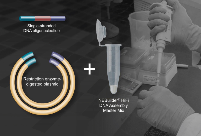 生命科学试剂 | NEB