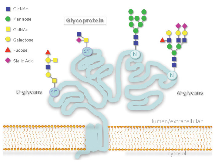galactose structure and function