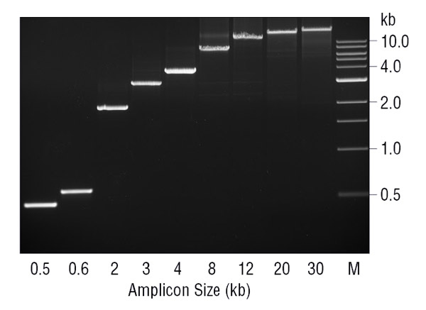 Anatomy of a Polymerase - How Function and Structure are Related | NEB
