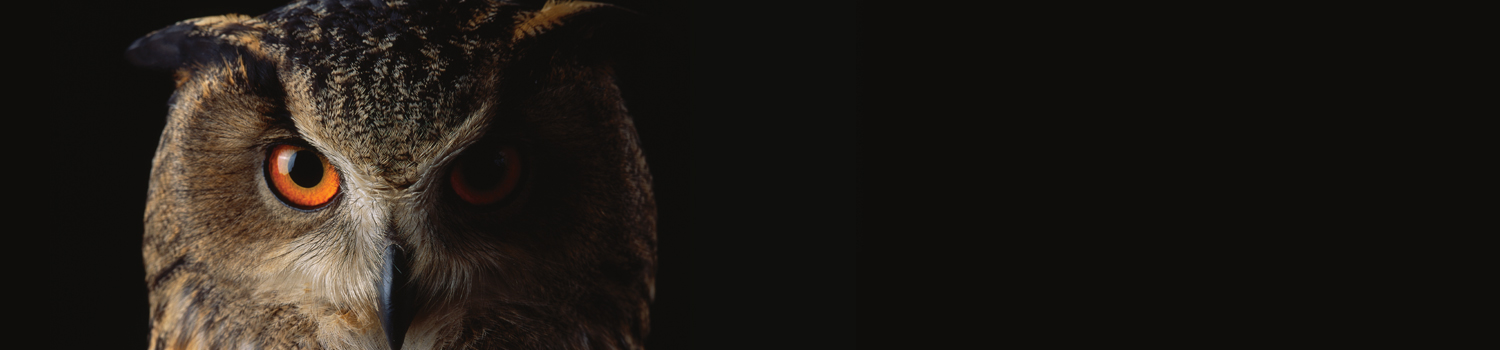 Site Directed Mutagenesis | NEB