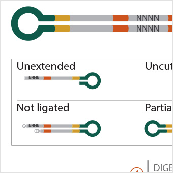 Applications of Ligase Fidelity Data & Tools | NEB