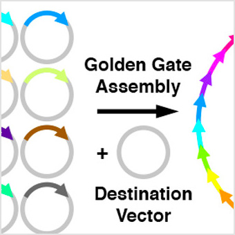 Applications of Ligase Fidelity Data & Tools | NEB