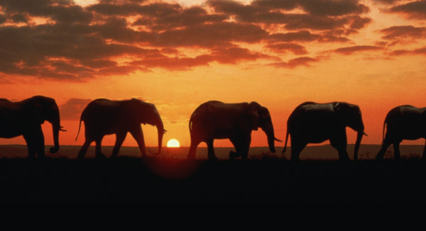 NEBuilder® HiFi DNA Assembly | NEB