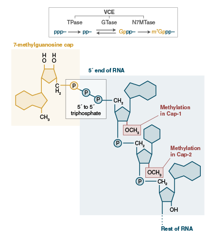 mRNA 帽结构 2-O-甲基转移酶 | NEB