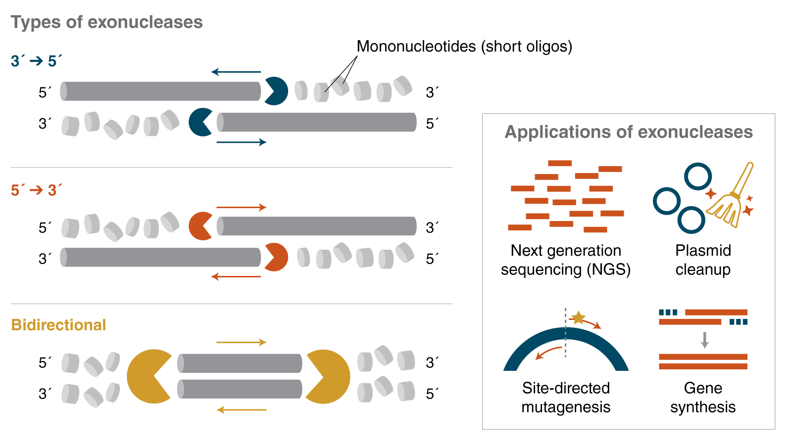 Choosing the best exonuclease for your workflow | NEB
