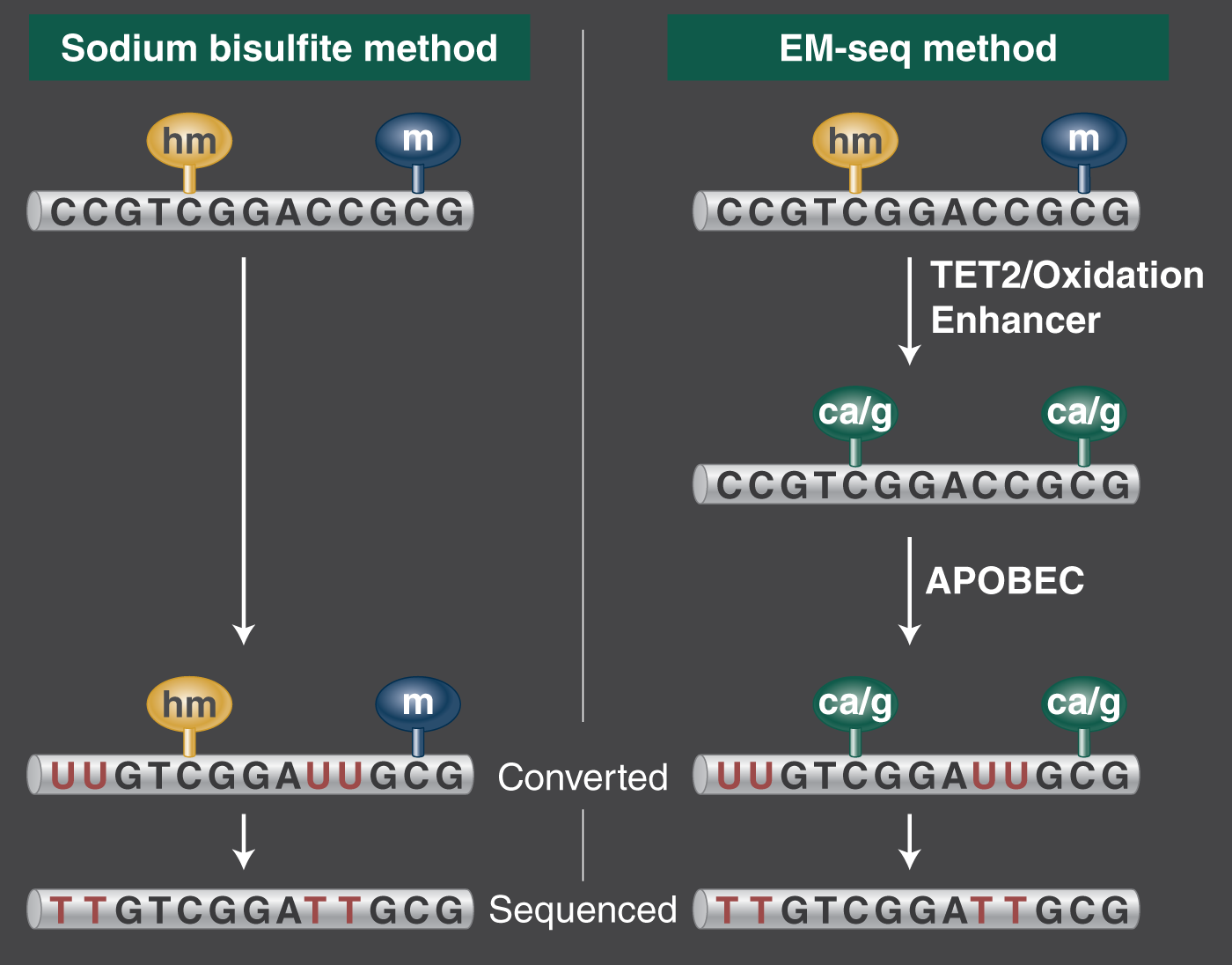 Harvesting improved methylome sequencing accuracy | NEB
