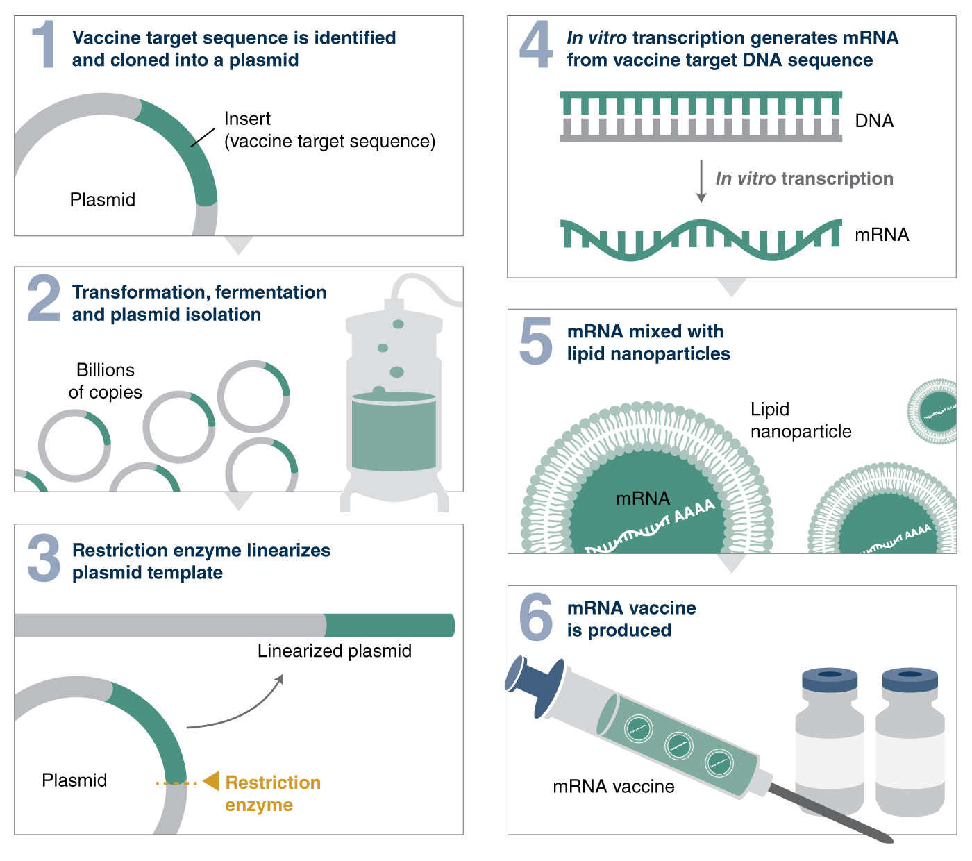 8 tips to follow when choosing a restriction enzyme for in vitro mRNA ...