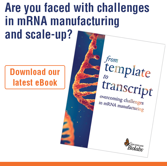 HiScribe® SP6 RNA Synthesis Kit | NEB