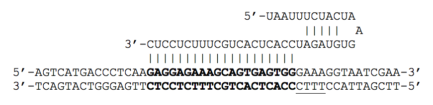 How do I design a guide RNA for use with EnGen Lba Cas12a? | NEB
