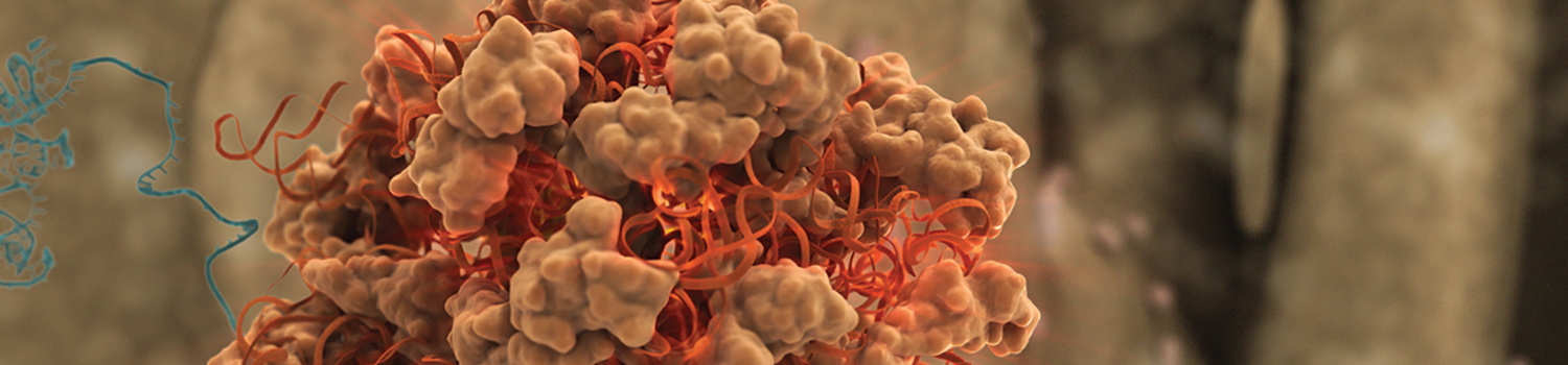 RNA Marker 和 Ladder | NEB