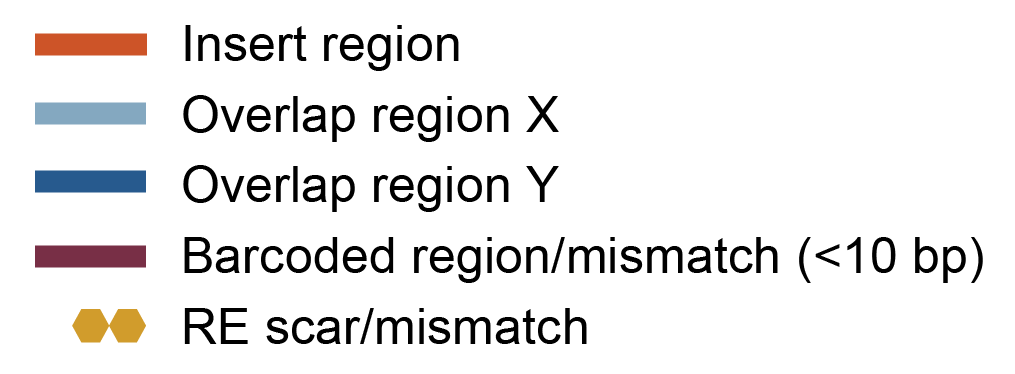 Guidelines for using NEBuilder® HiFi DNA Assembly | NEB