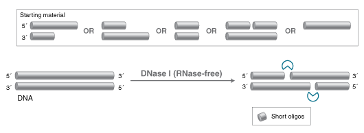 DNase I（无 RNase） | NEB
