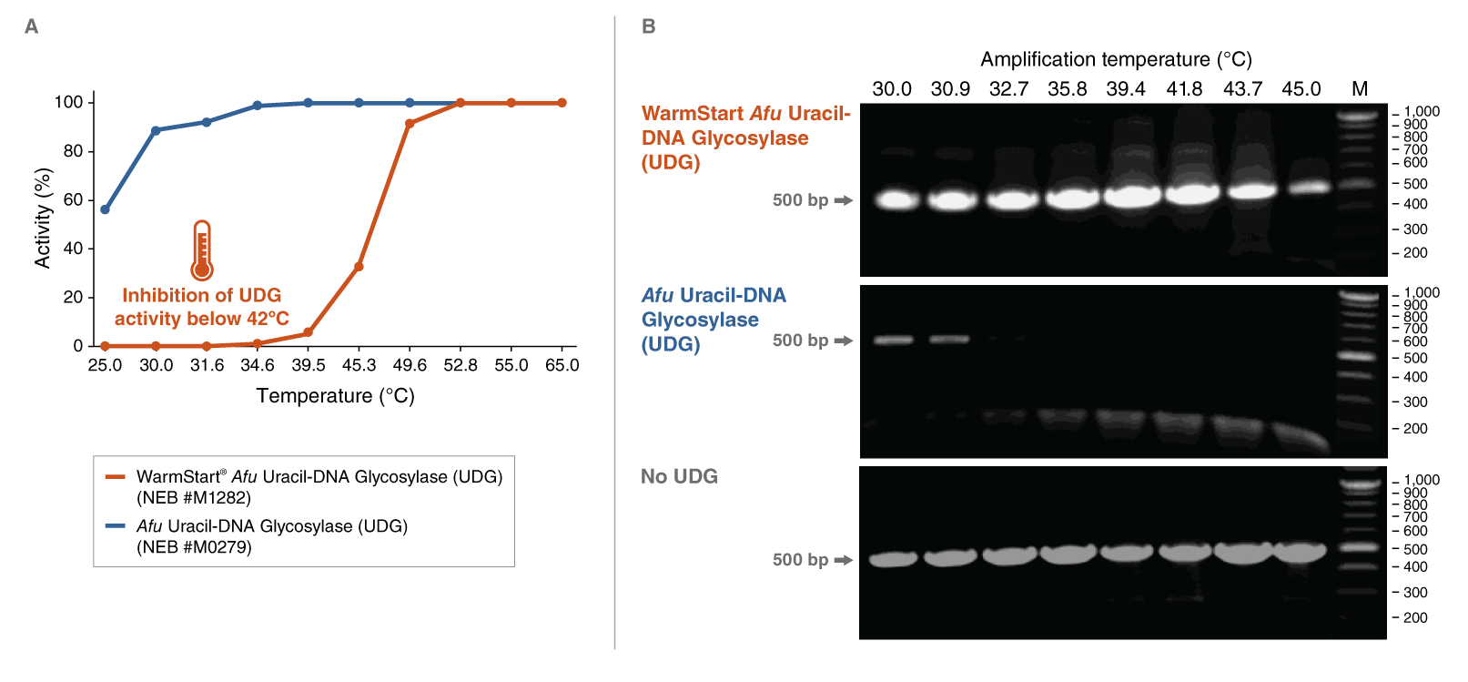 WarmStart® Afu 尿嘧啶-DNA 糖基酶（UDG） | NEB