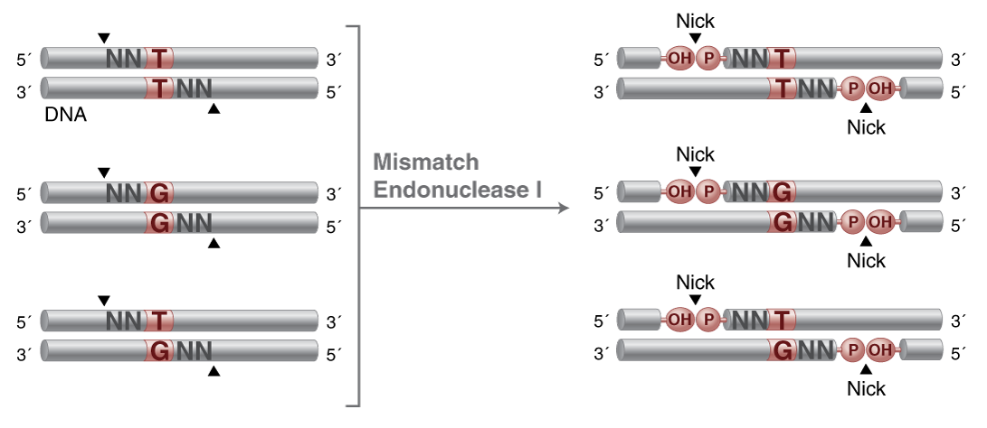 Activities of DNA Repair Enzymes and Structure-specific Endonucleases | NEB