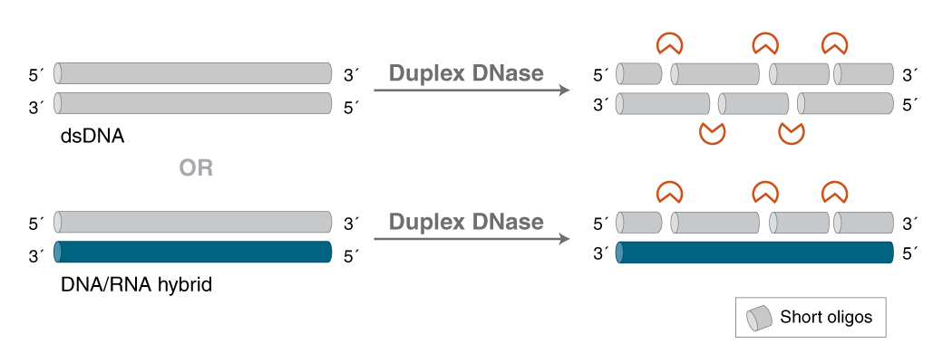 Activities of Exonucleases and Non-specific Endonucleases | NEB