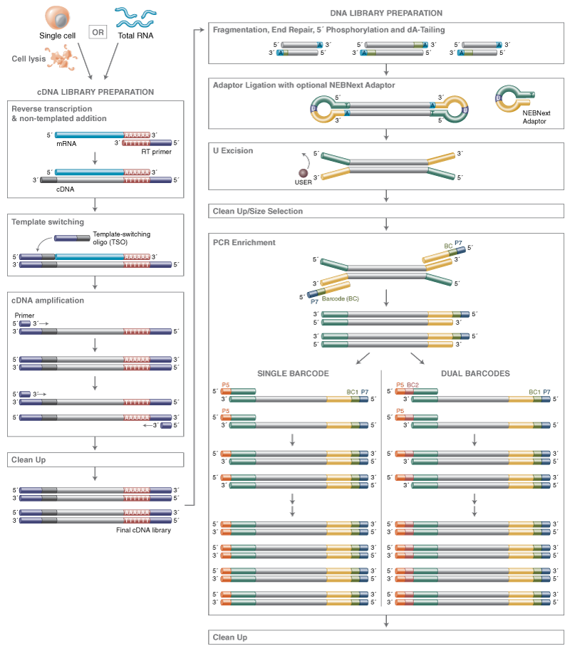 NEBNext® Single Cell/Low Input RNA Library Prep Kit for Illumina® | NEB