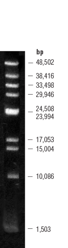 DNA Marker 和 Ladder 产品 | NEB