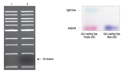DNA Marker 和 Ladder 产品 | NEB