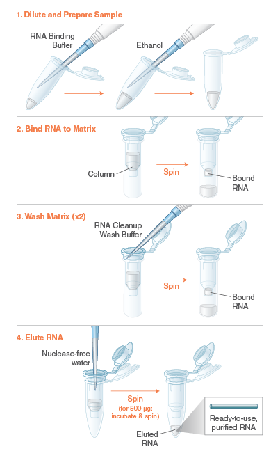 Monarch® 离心柱法 RNA 纯化试剂盒（10 μg） | NEB